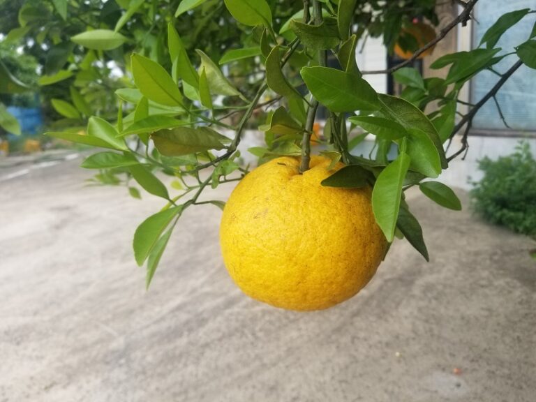 Guide to 19 Korean Fruits (+ Recipes, Seasons & Buying Tips)