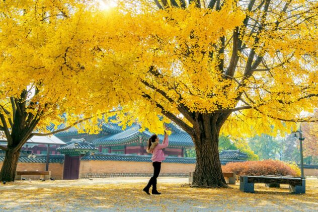 Complete Guide to Fall in Korea (Autumn Leaves Spots)