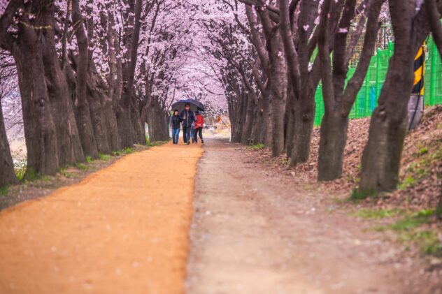 Where to See Cherry Blossoms in Seoul (6 Best Spots)