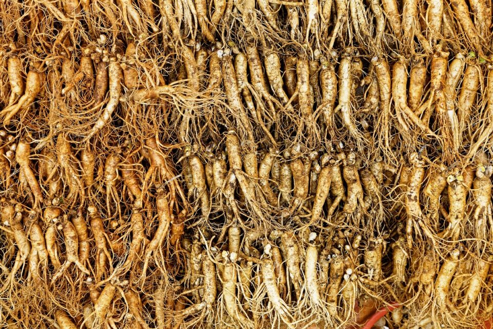 What Is Ginseng? The Benefits and Uses Explained