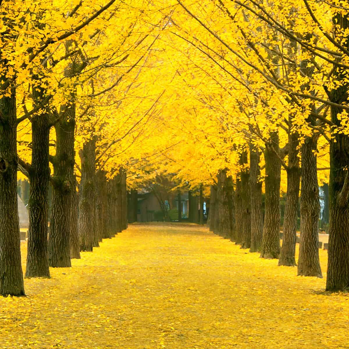 How to Get to Nami Island from Seoul (And Get Back)