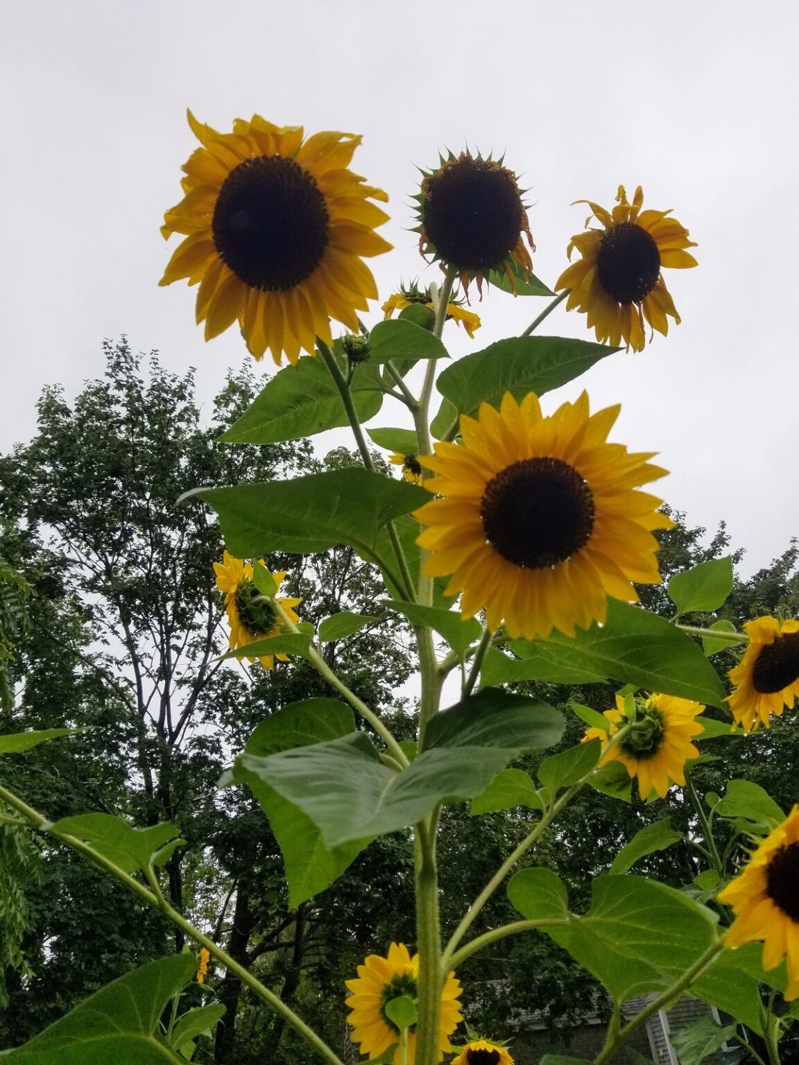 14 Korean Flowers & Their Symbolic Meanings