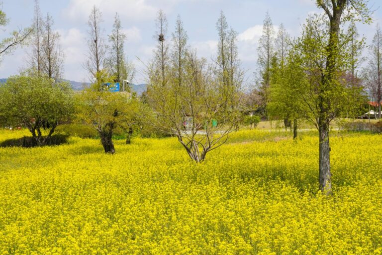 Comprehensive Guide to Suncheon Bay National Gardens