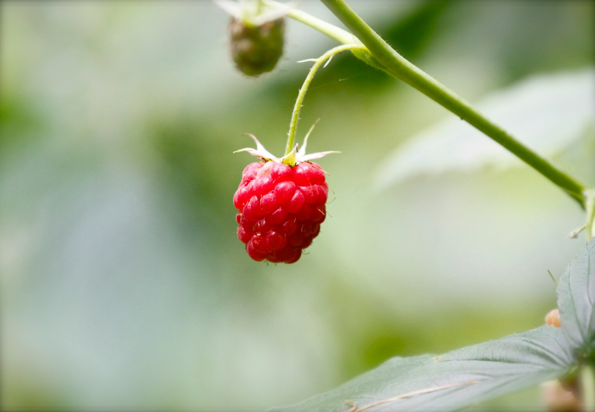What Are Bokbunja? Korean Mountain Berry Delight