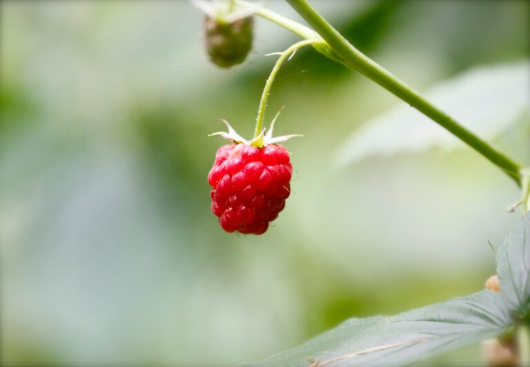 What Are Bokbunja? Korean Mountain Berry Delight