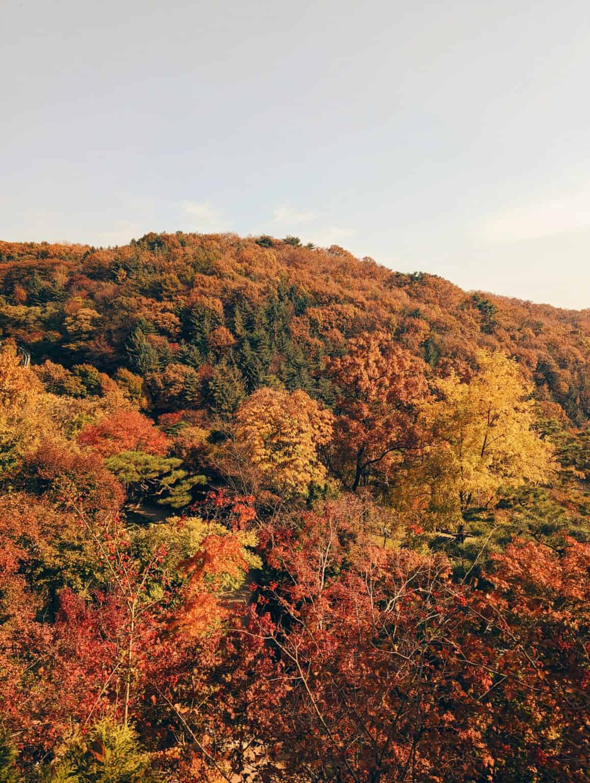 Busan Fall Travel Guide: Foliage, Festivals, Food & Scenic Routes